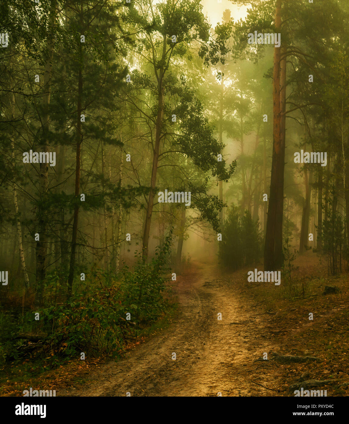 Fogs in forest hi-res stock photography and images - Alamy