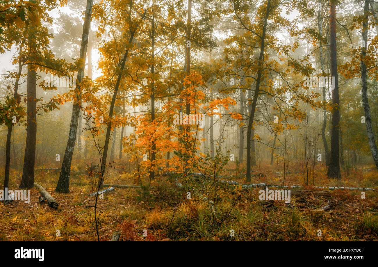 walk in the autumn forest. fog. autumn colors. melancholy Stock Photo ...