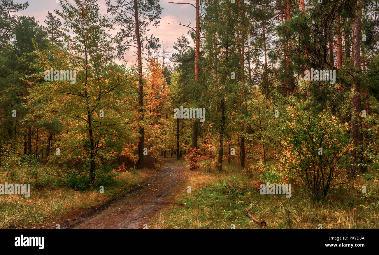 walk in the autumn forest. evening. autumn colors. sunset Stock Photo ...