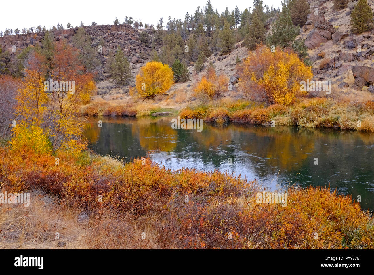 Willows and aspen trees turn gold along the shore of the Deschutes ...