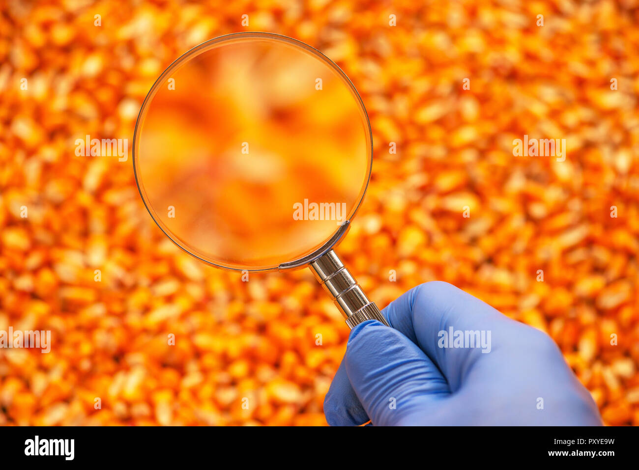 Scientist examining quality of harvested corn seed kernels, close up of ...