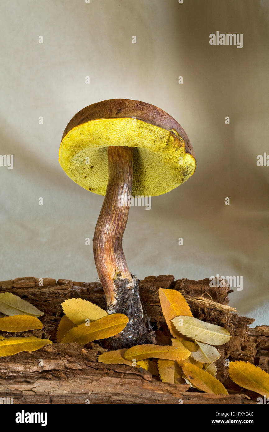 Wild choice edible mushroom hi-res stock photography and images - Alamy