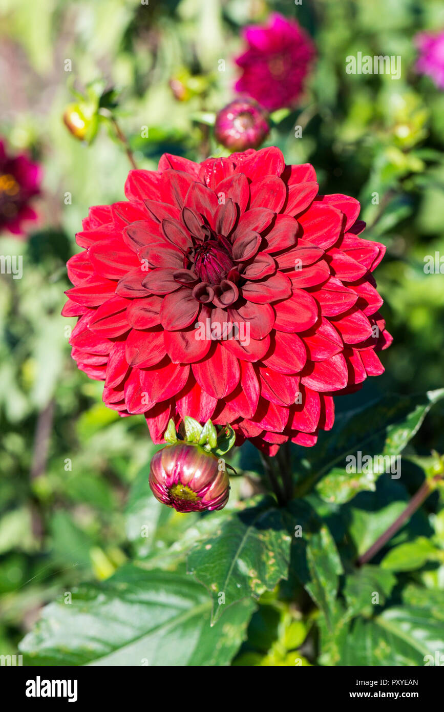 A red Dahlia flower Stock Photo - Alamy