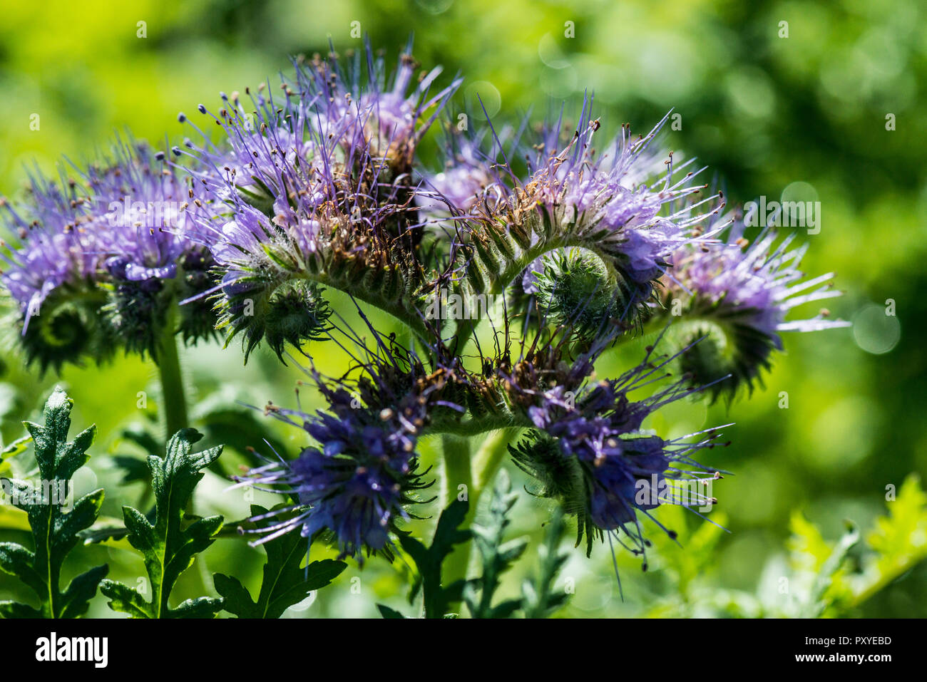 The flowers of a fiddleneck (Phacelia tanacetifolia Stock Photo - Alamy