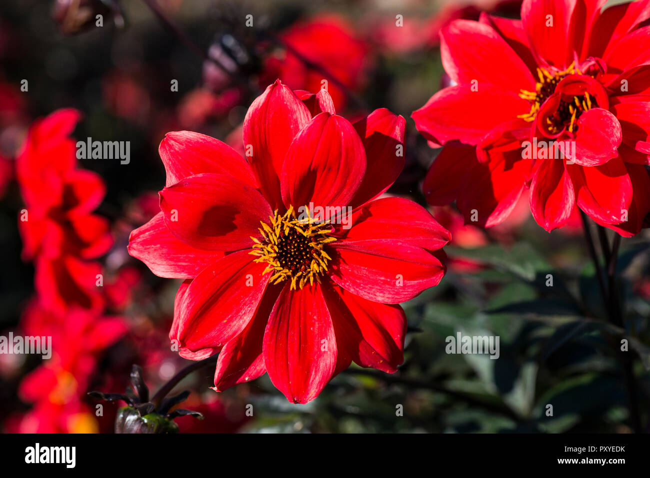 A red Dahlia flower Stock Photo - Alamy