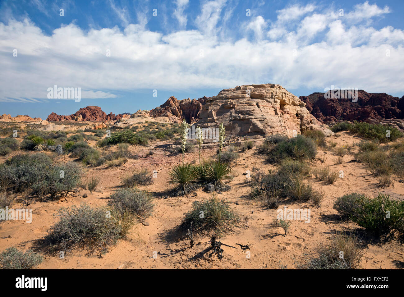 NV00030-00...NEVADA - View of a Mojave yucca blooming in the Mojave ...