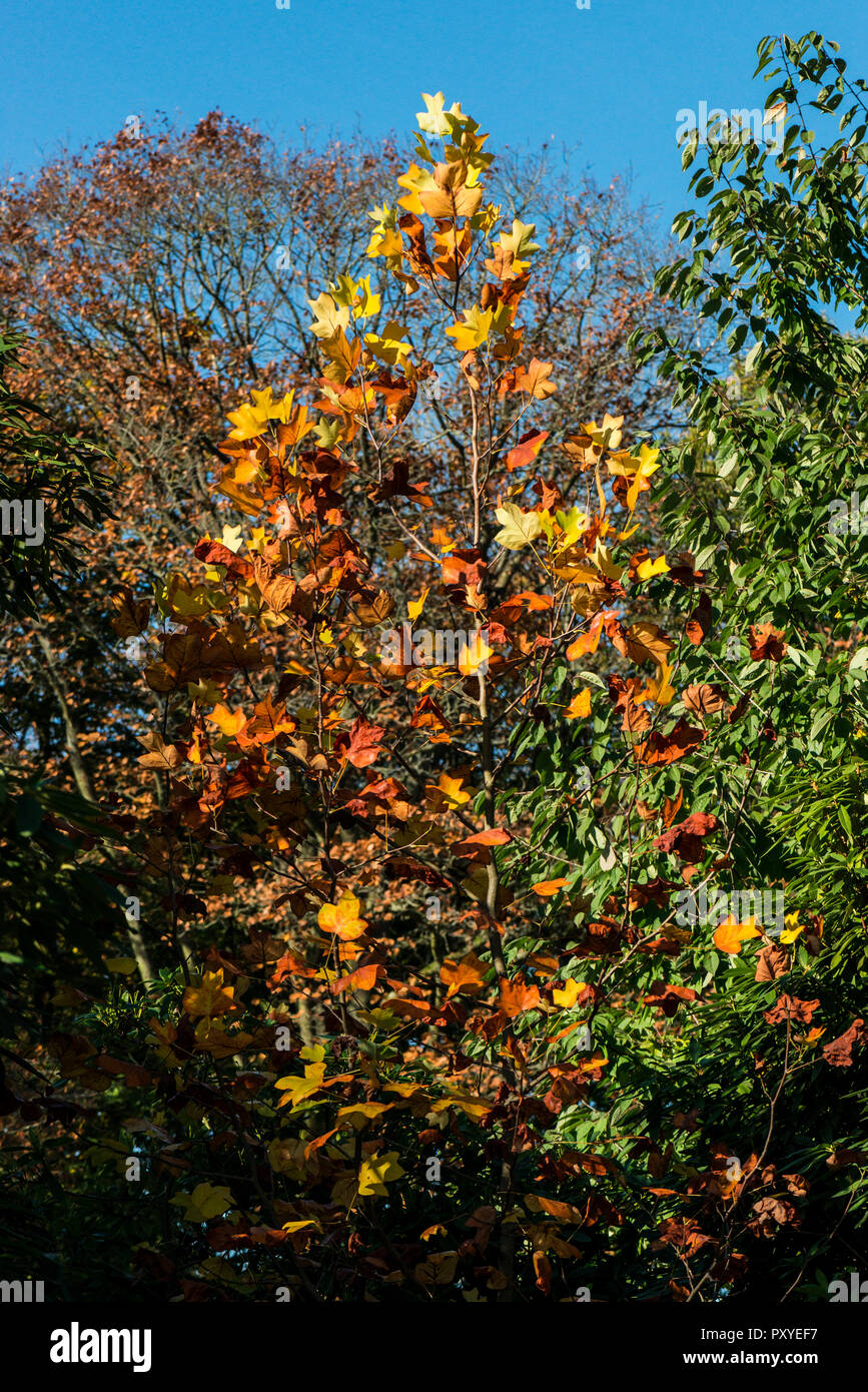 The autumnal leaves of a tulip tree (Liriodendron tulipifera Stock ...