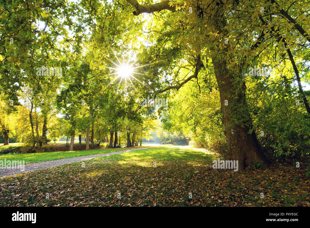 Sun sunny scenic serene outdoors shadow nature flora hi-res stock ...