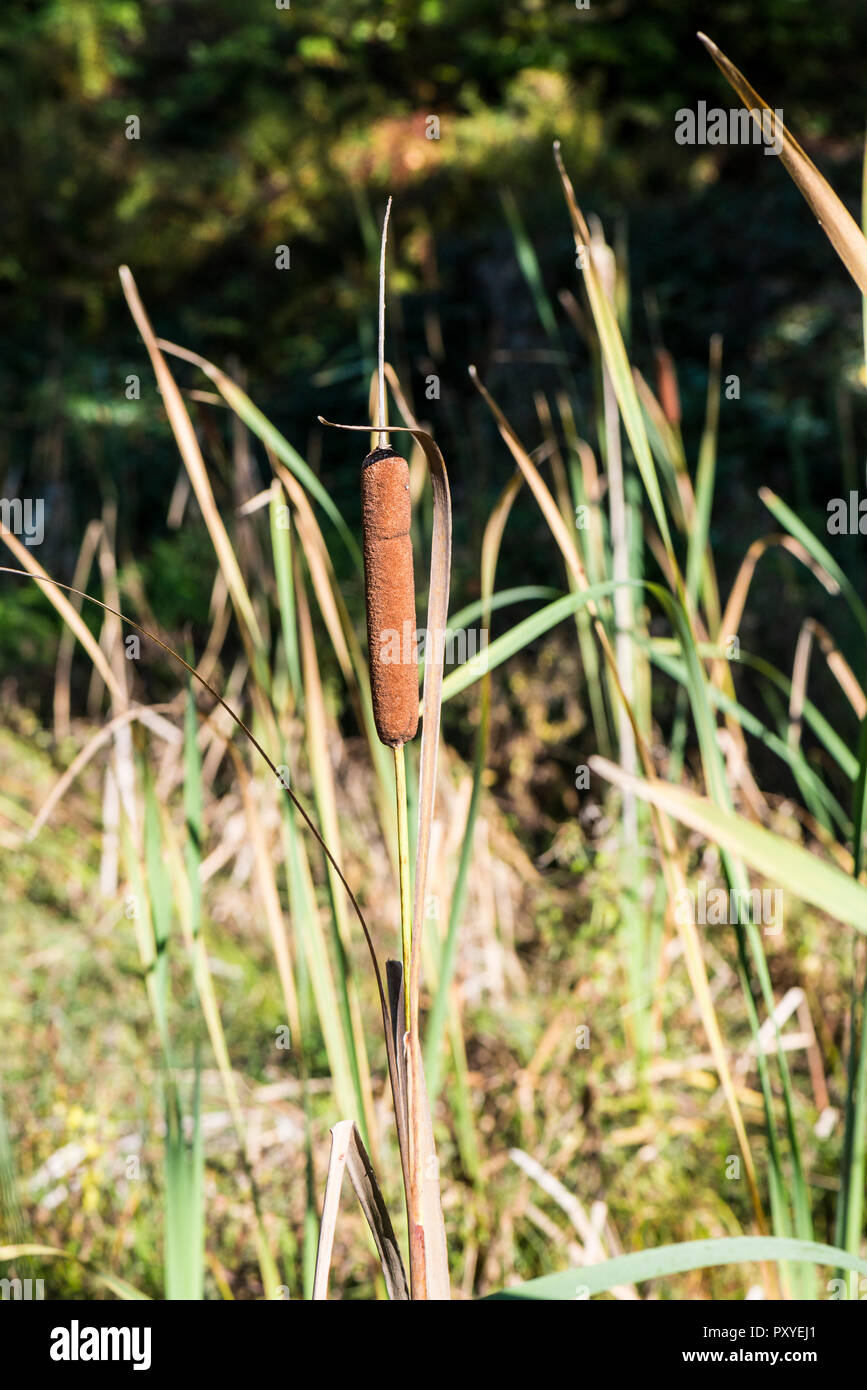 A great reedmace (Typha latifolia Stock Photo - Alamy