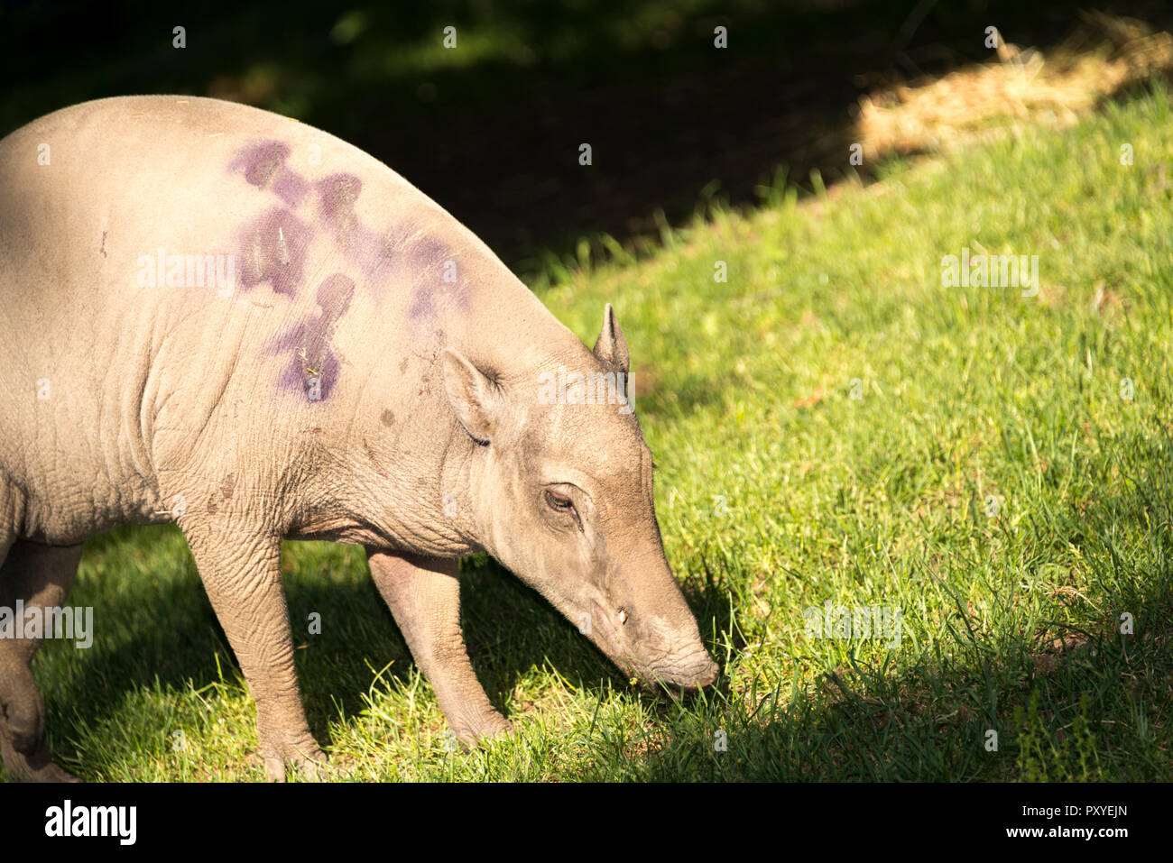 Babirusa hi-res stock photography and images - Alamy