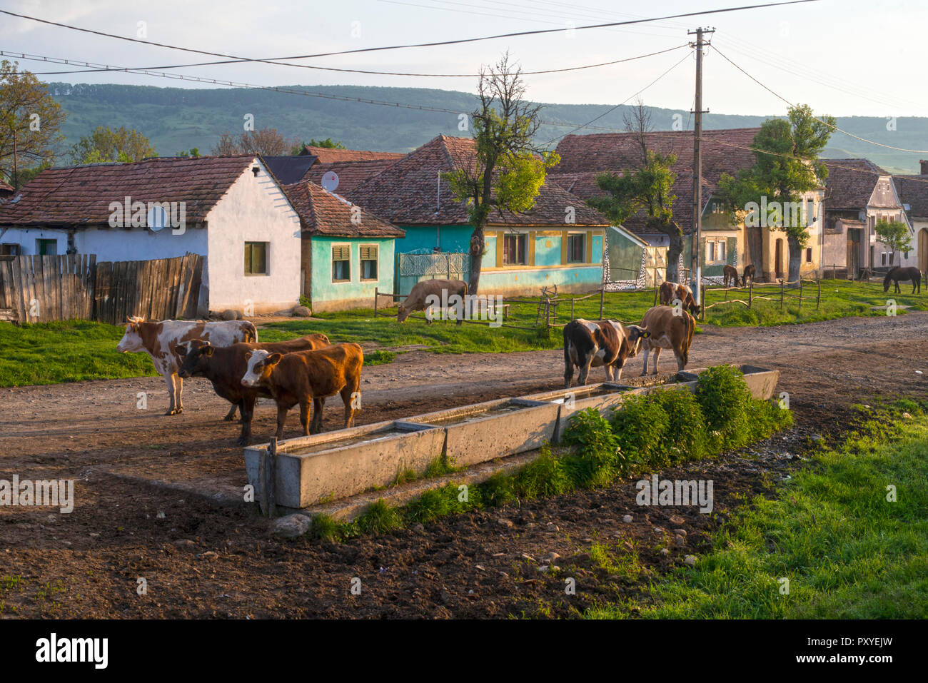 ROMANIA, VISCRI. The remote village of Viscri founded by Transyslvanien ...
