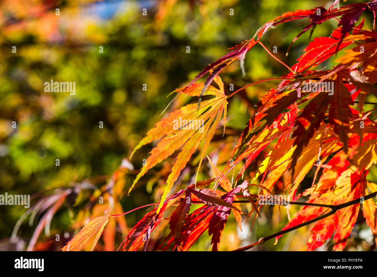 Smooth japanese maples hi-res stock photography and images - Alamy