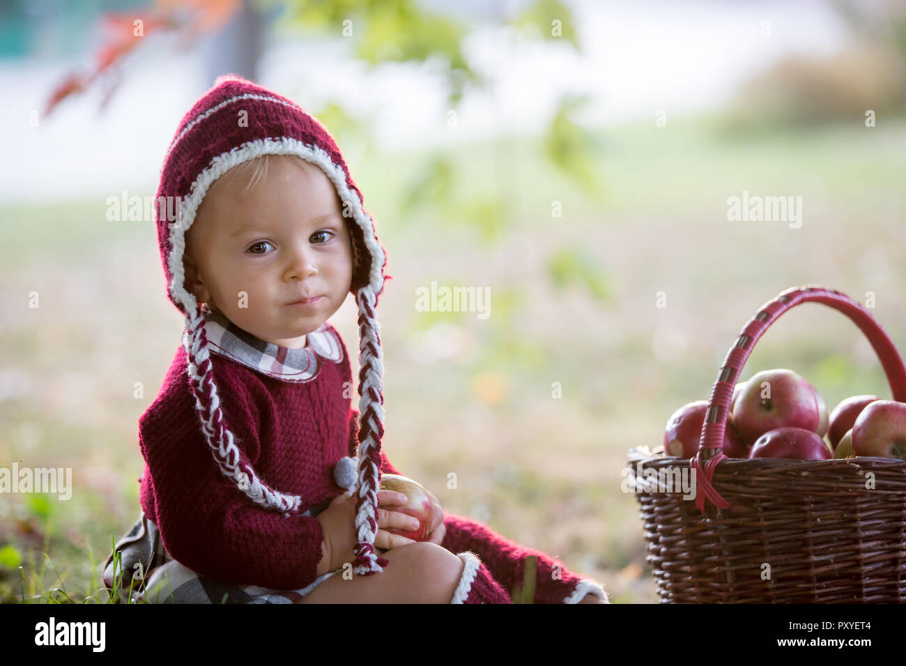 Child eating apples in a village in autumn. Little baby boy playing ...