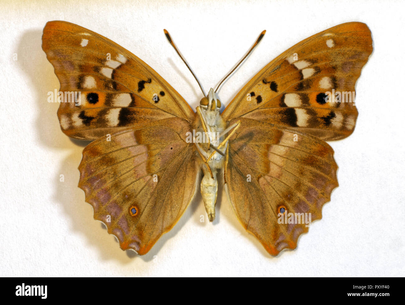 Apatura Ilia Nymphalidae Fauna High Resolution Stock Photography and ...