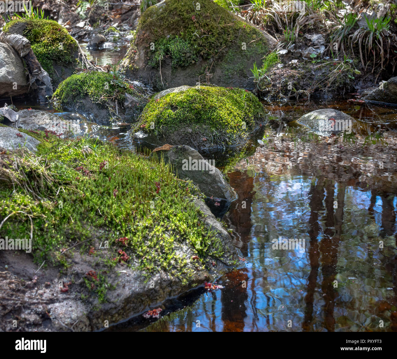 Moss reflected in water hi-res stock photography and images - Alamy