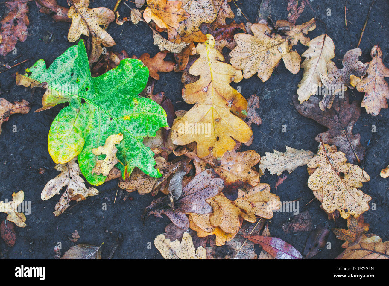 Autumn painting, Autumn maple leaves, different colors Autumn painting ...