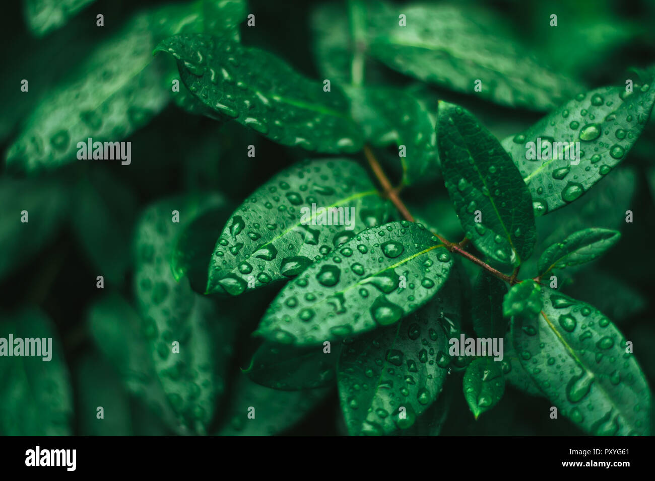 Light green floral strips hi-res stock photography and images - Alamy