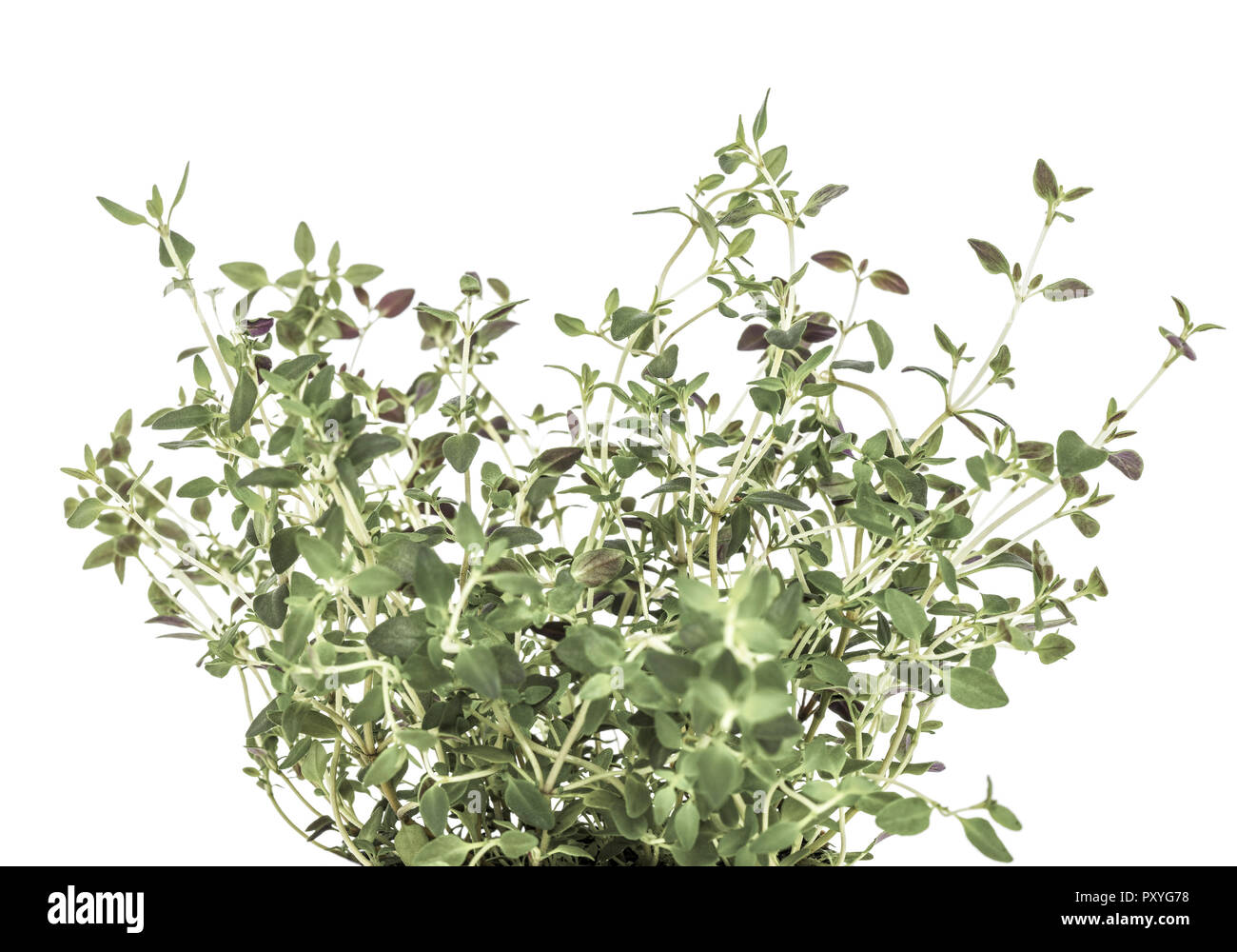 Thymian pflanze hi-res stock photography and images - Alamy