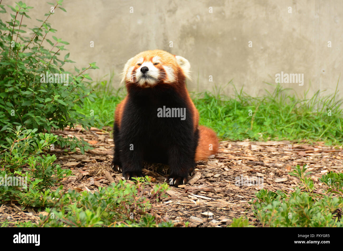 Red Panda, Lesser Panda in zoo Stock Photo - Alamy