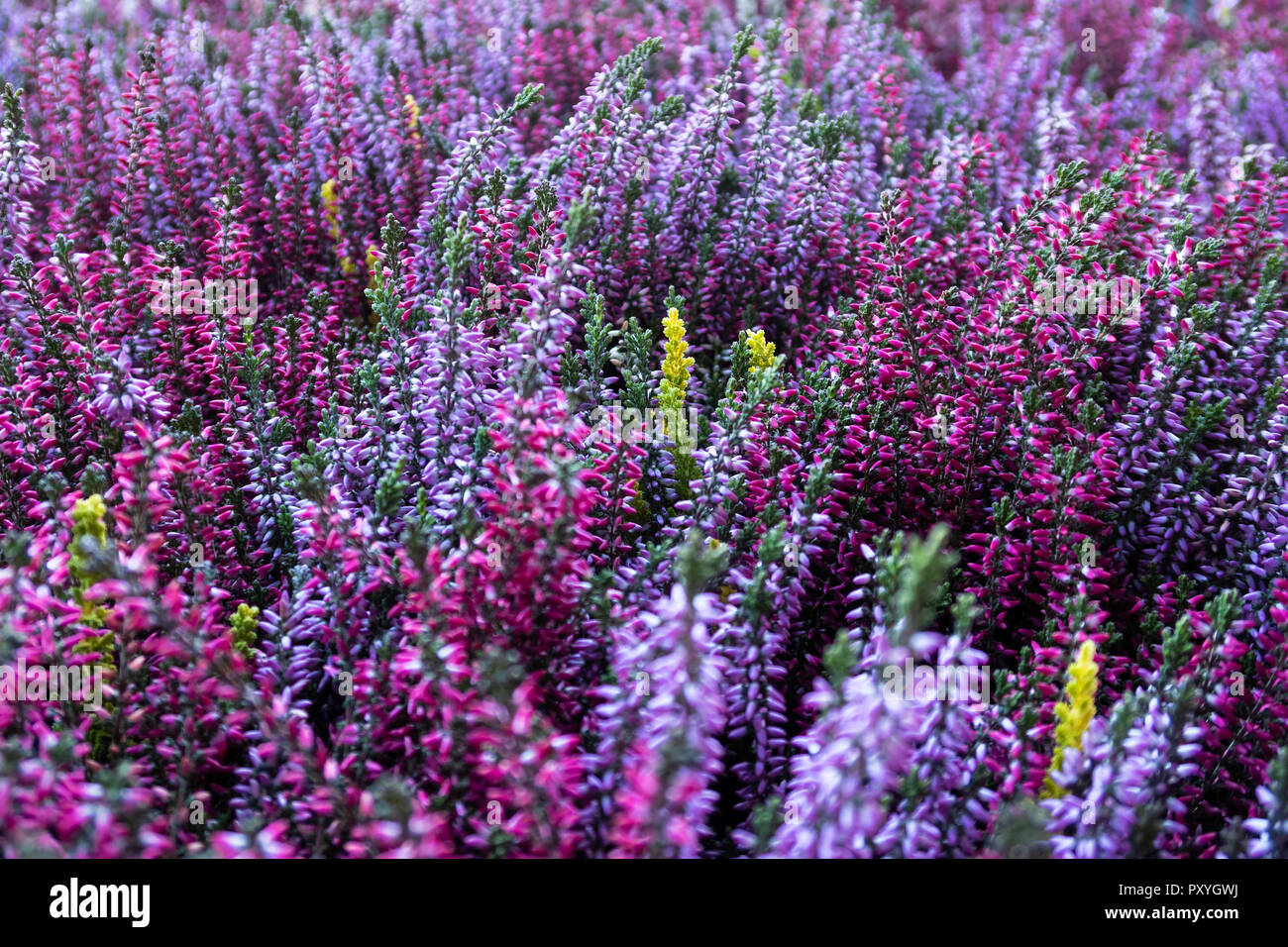 Background of pink and purple heather in bloom Stock Photo - Alamy
