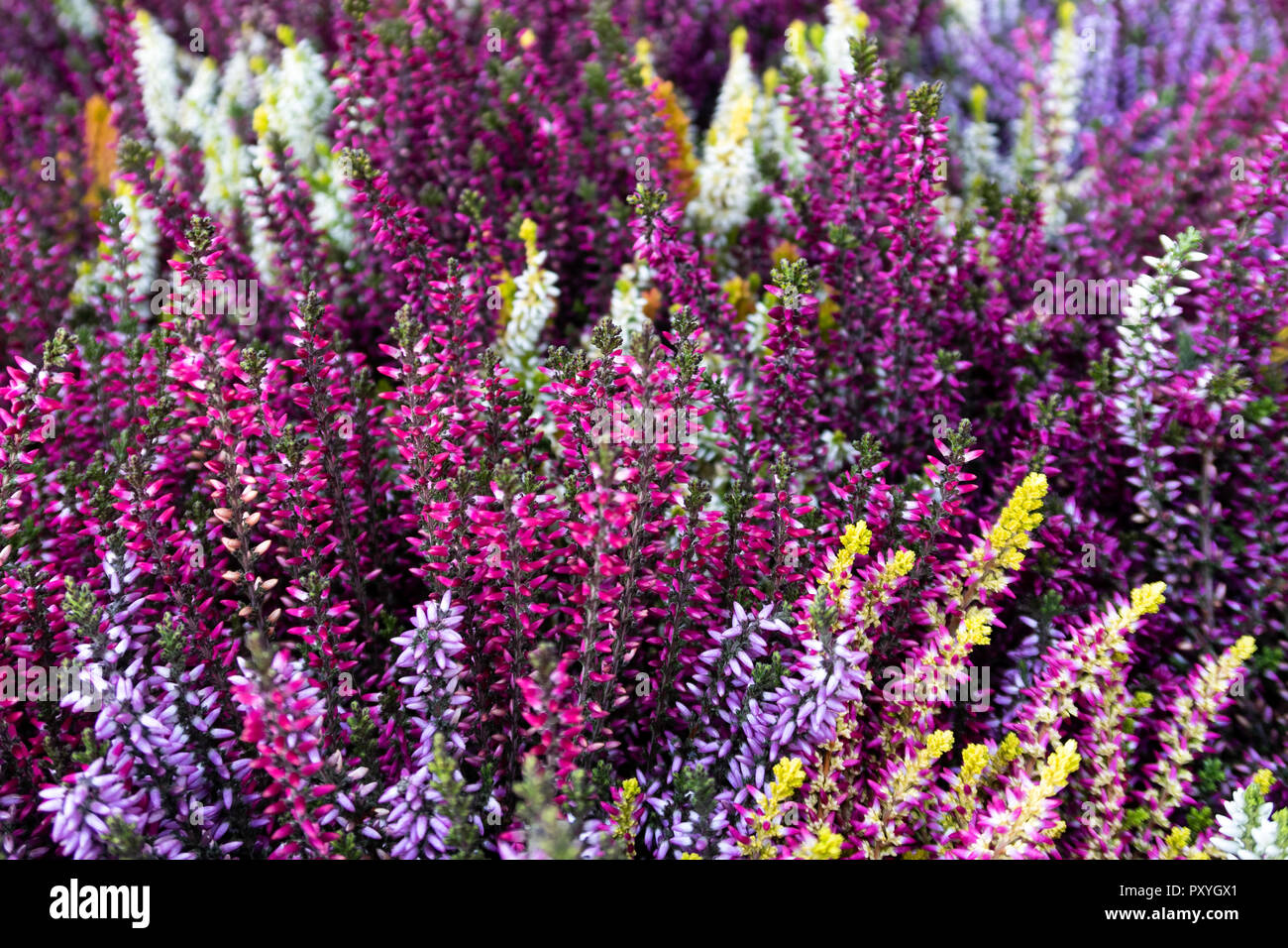 Green heather hi-res stock photography and images - Alamy