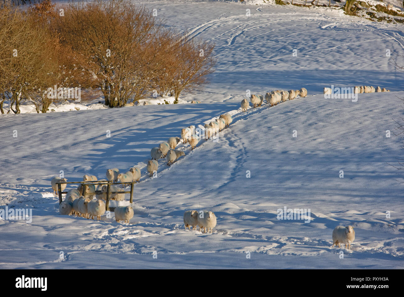 Sheep in winter Stock Photo - Alamy