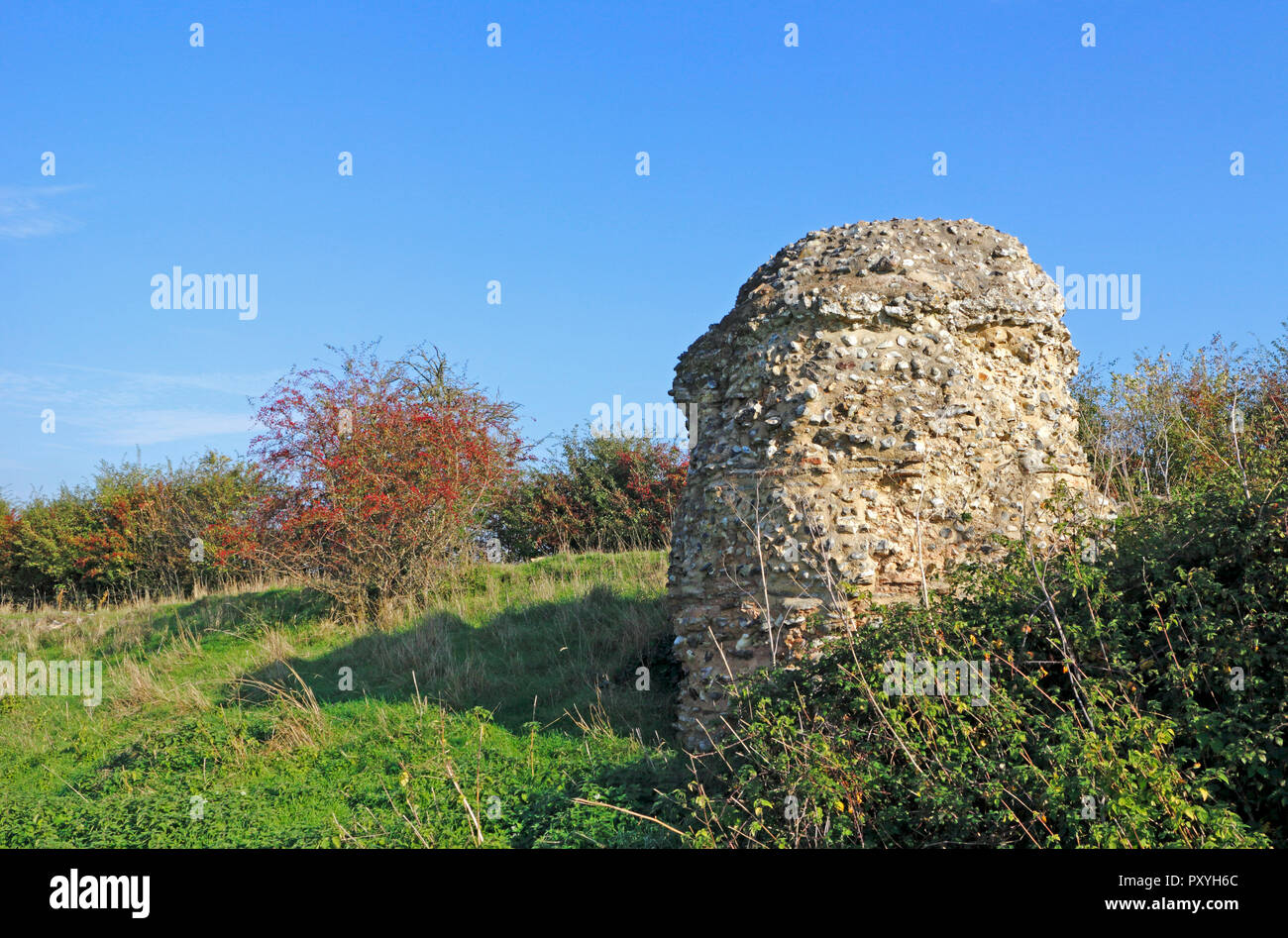 The remains of defensive earthworks and south wall of Venta Icenorum ...