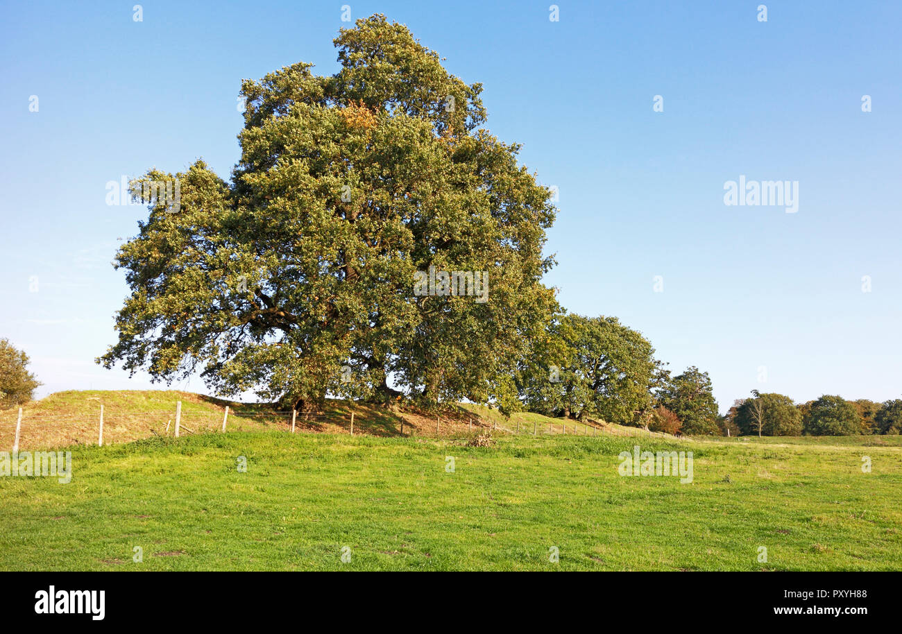 A view of the northern defensive earthworks and wall at the former ...