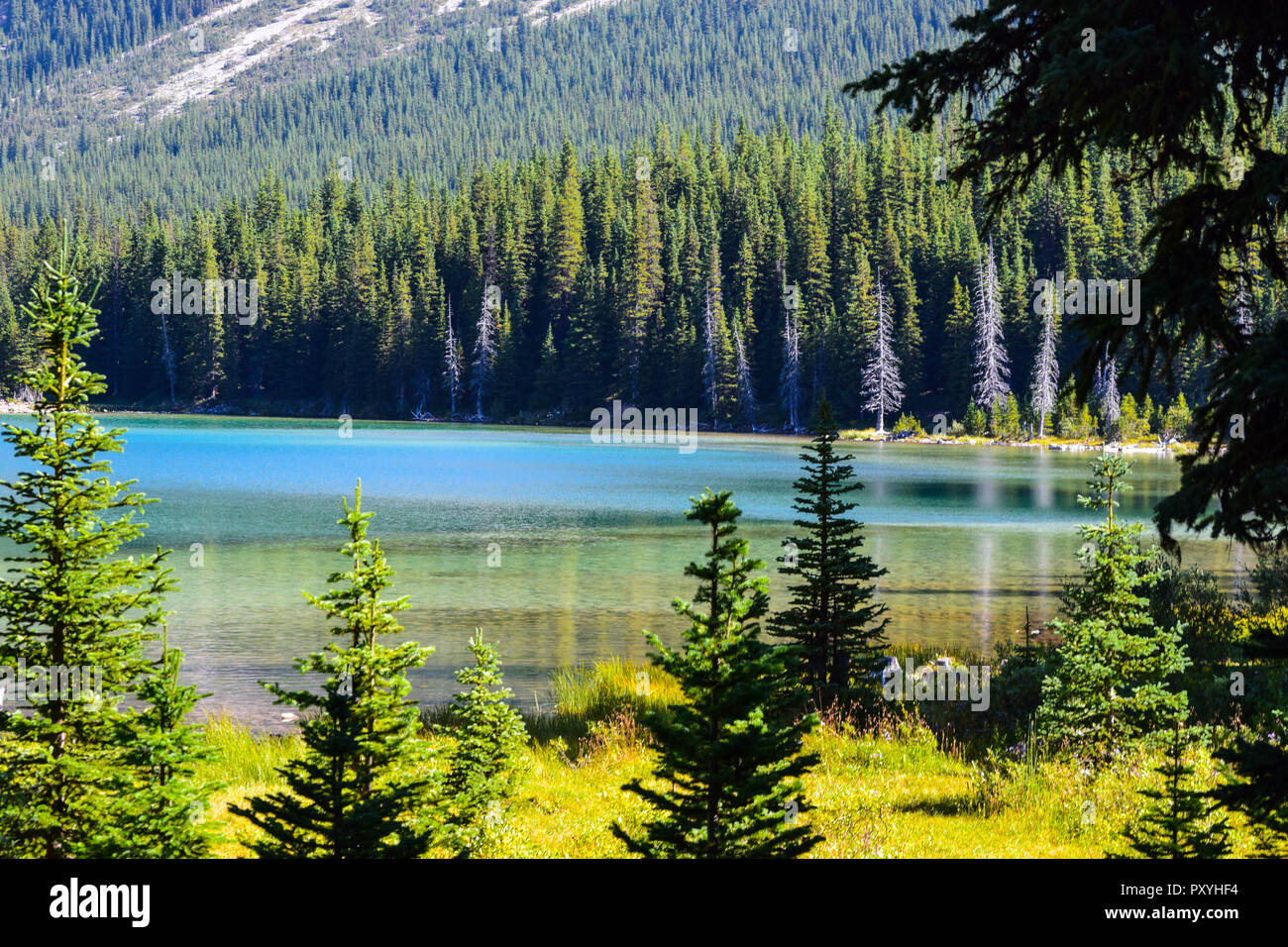 scenery at the Elbow Lake trail in the Rockies Stock Photo - Alamy