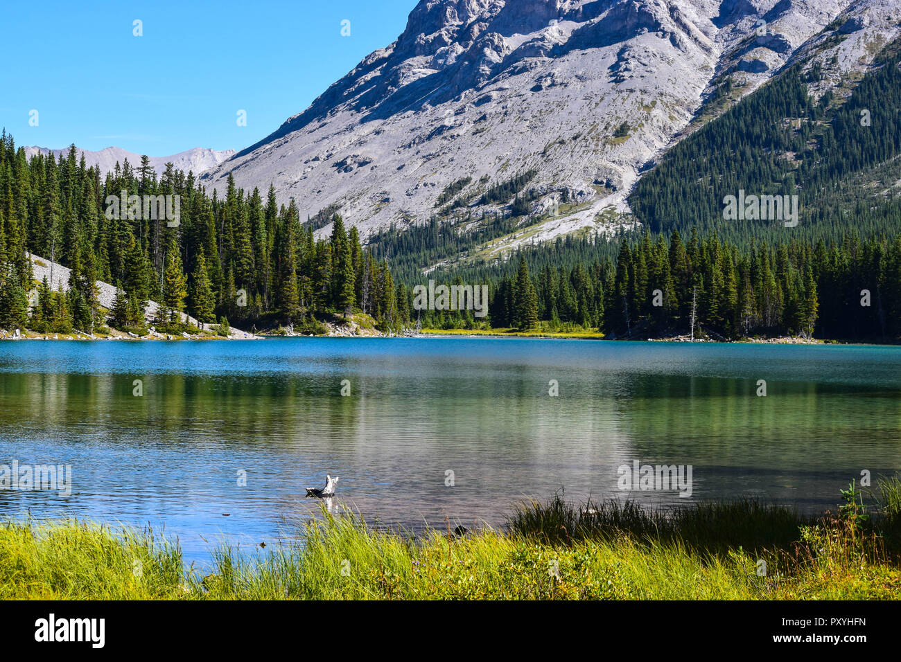 scenery at the Elbow Lake trail in the Rockies Stock Photo - Alamy