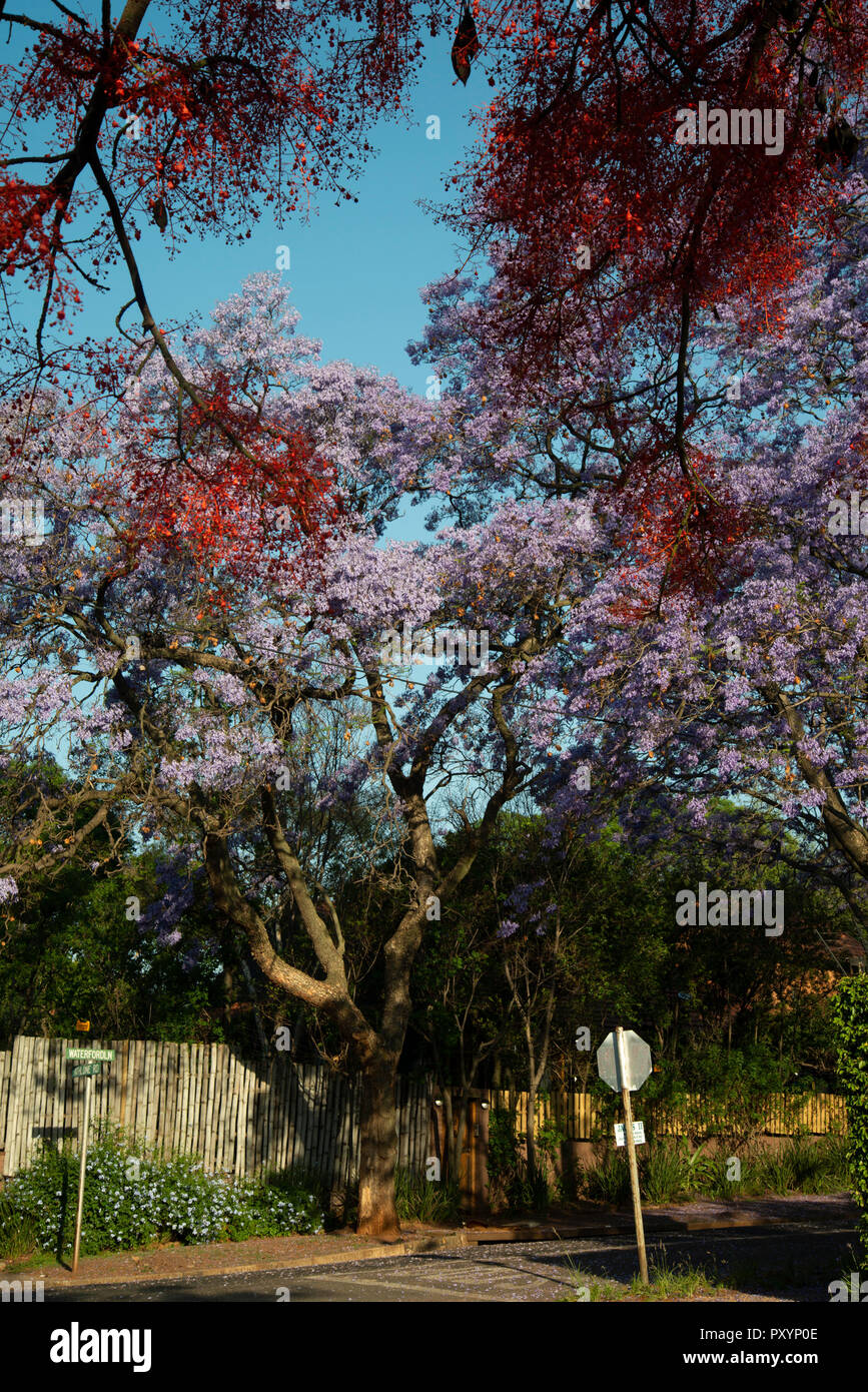 Johannesburg, South Africa, 24 October, 2018. A bright red tree blooms ...