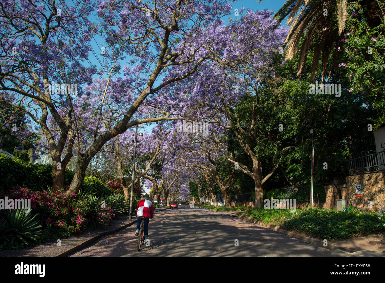 Johannesburg streets south africa hi-res stock photography and images ...