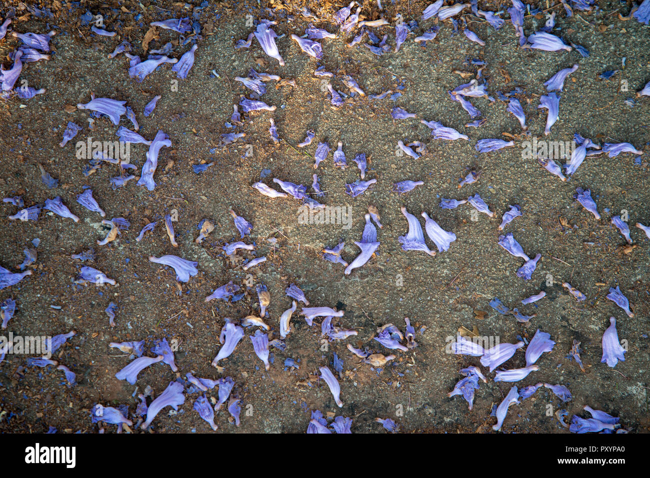 Jacaranda petals hi-res stock photography and images - Alamy