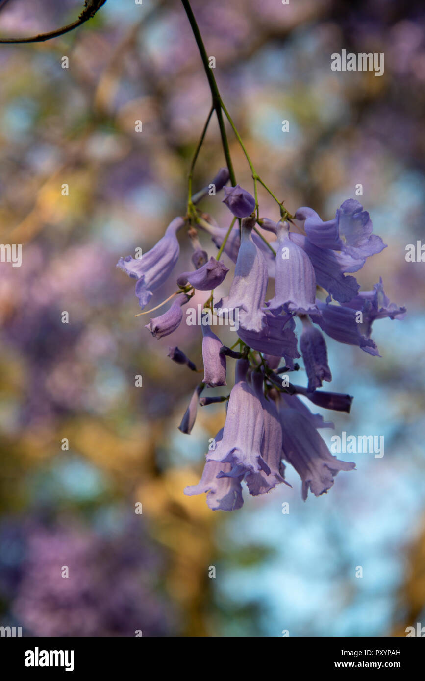 Jacaranda petals hi-res stock photography and images - Alamy