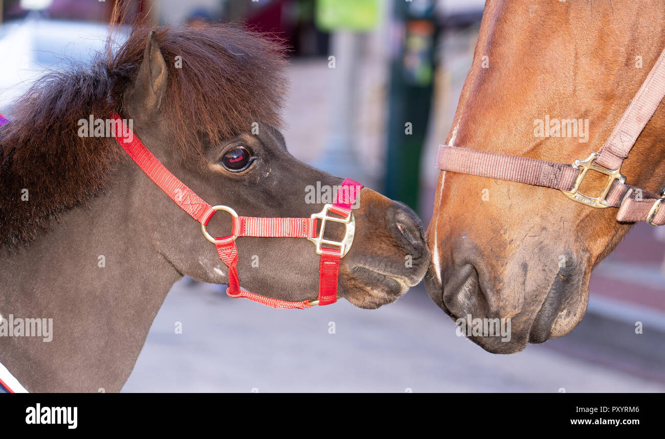 Metropolitan police horse show hi-res stock photography and images - Alamy