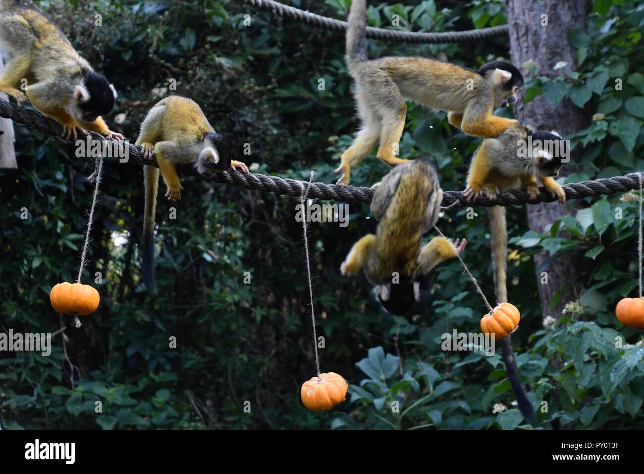 Dan simmonds hi-res stock photography and images - Alamy