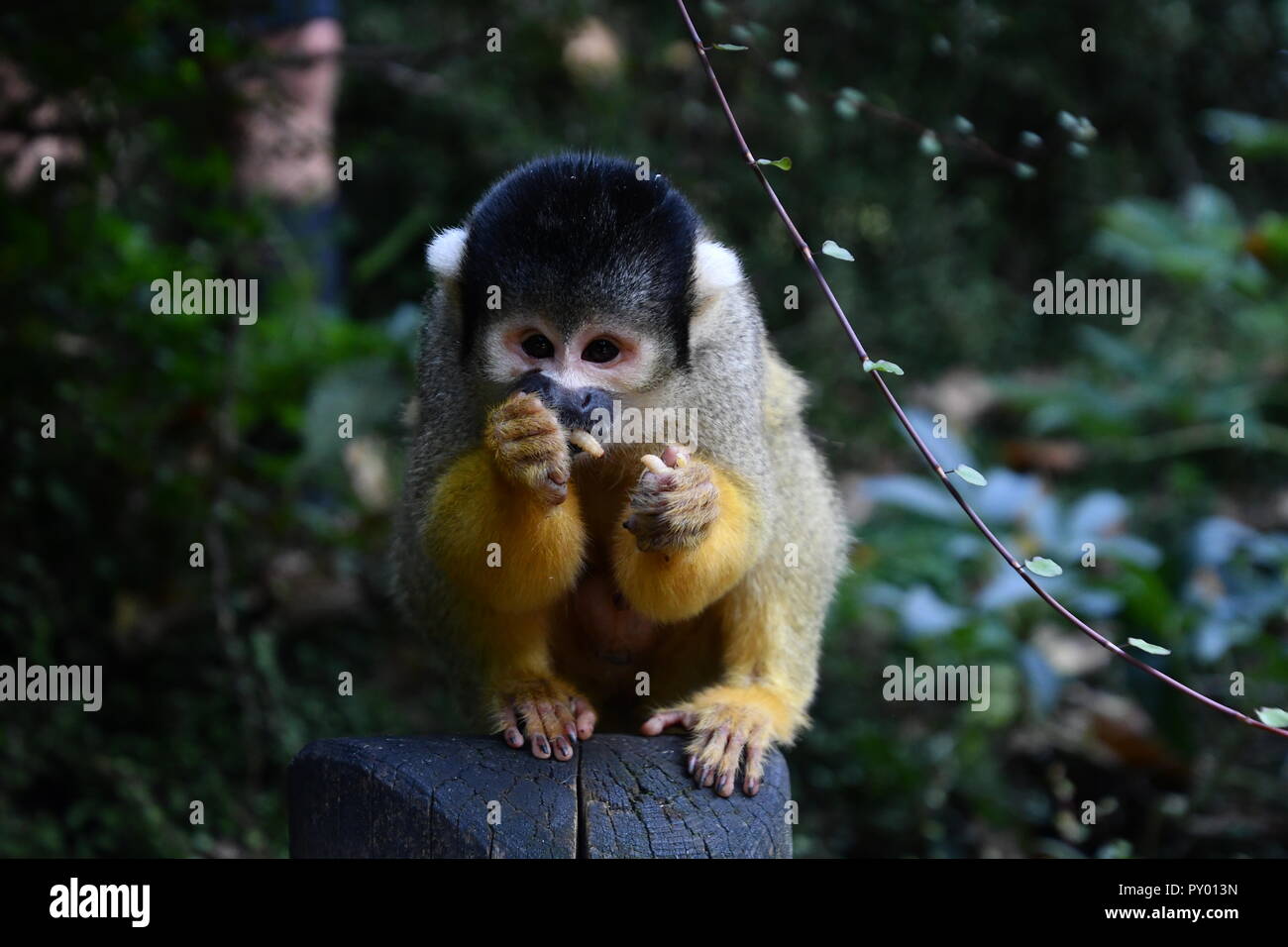 Dan simmonds hi-res stock photography and images - Alamy