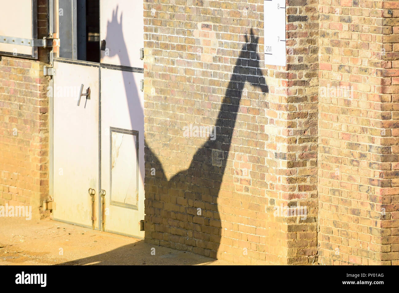 Giraffe Inside Its Enclosure High Resolution Stock Photography and ...