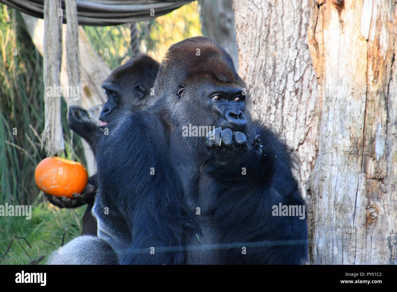 Dan simmonds hi-res stock photography and images - Alamy