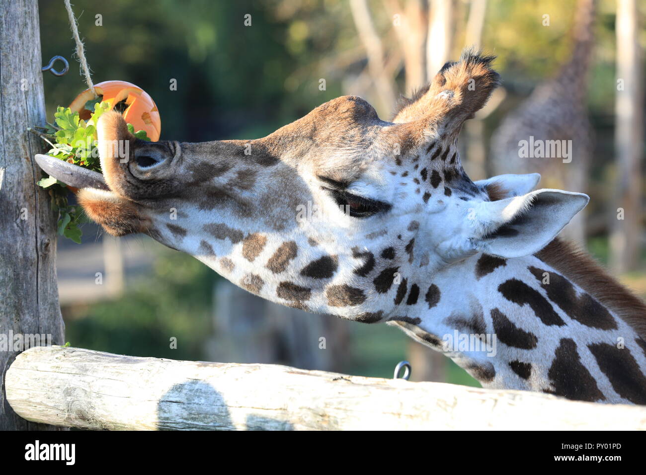 Giraffe inside its enclosure hi-res stock photography and images - Alamy