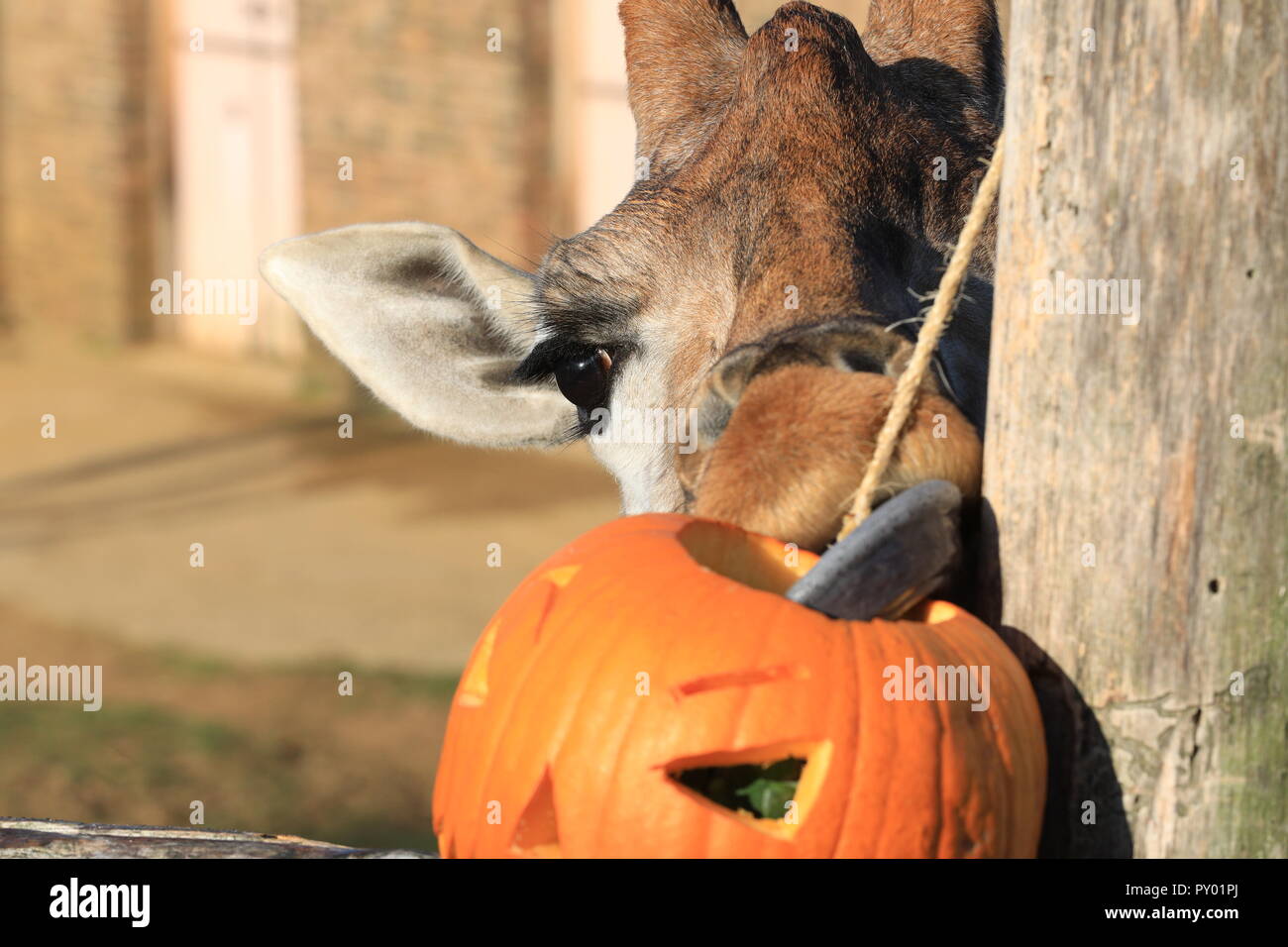ZSL London Zoo, London, UK, 25th Oct 2018 Giraffe Ellish clearly enjoys ...