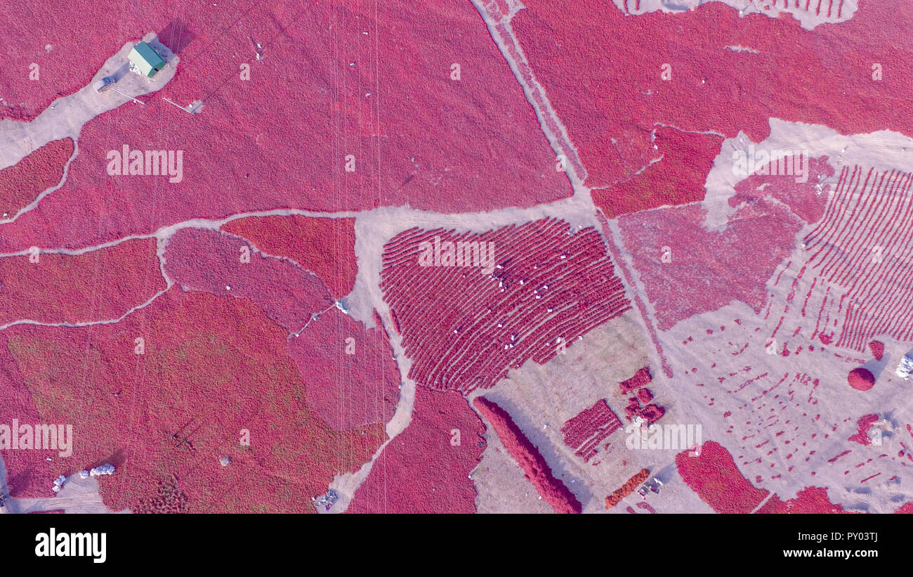 Kuqa, Kuqa, China. 25th Oct, 2018. Kuqa, CHINA-Peasants air red pepper ...