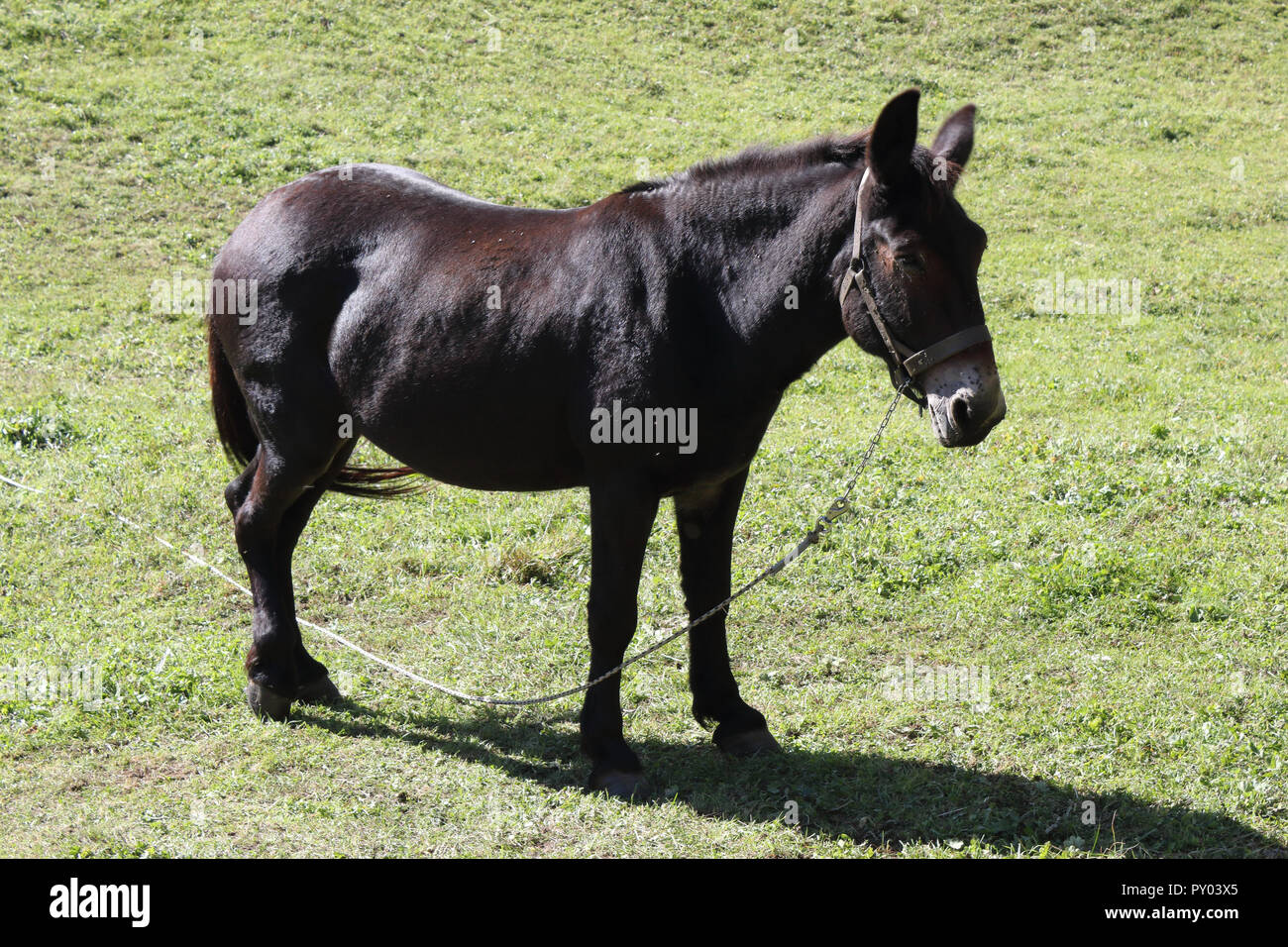 Dark brown pony hi-res stock photography and images - Alamy