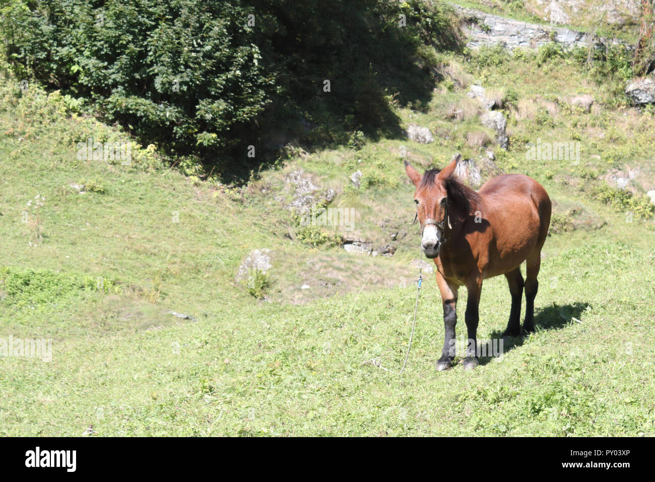 Dark brown pony hi-res stock photography and images - Alamy