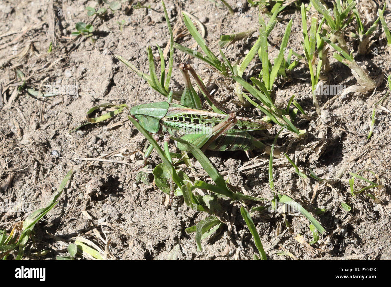 Black grasshopper hi-res stock photography and images - Alamy