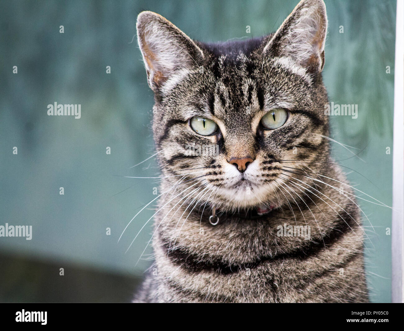 Thin Cat High Resolution Stock Photography and Images - Alamy