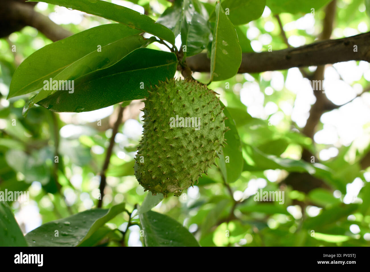 A Soursop on a tree Stock Photo - Alamy