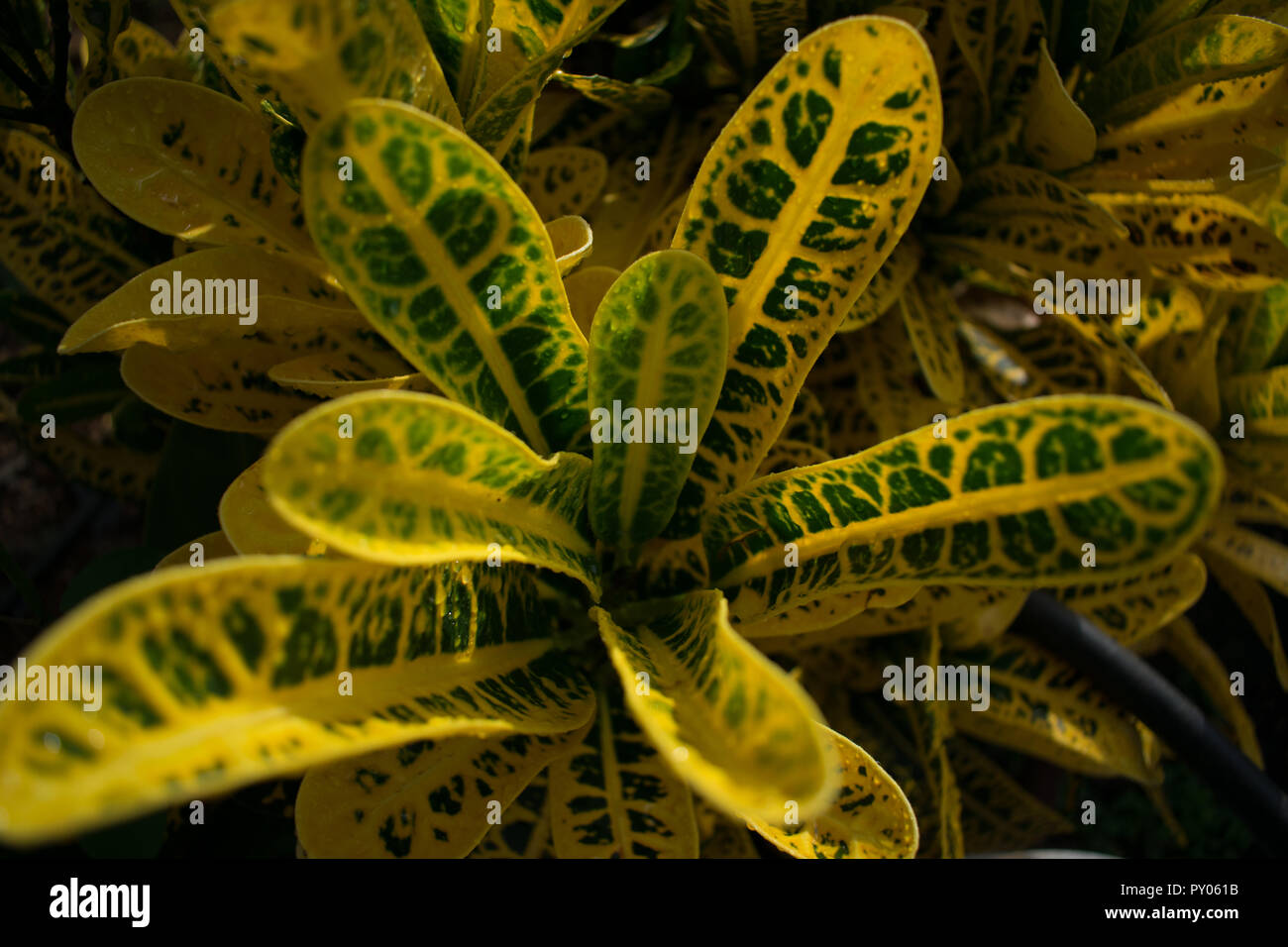 Codiaeum variegatum tree hi-res stock photography and images - Alamy