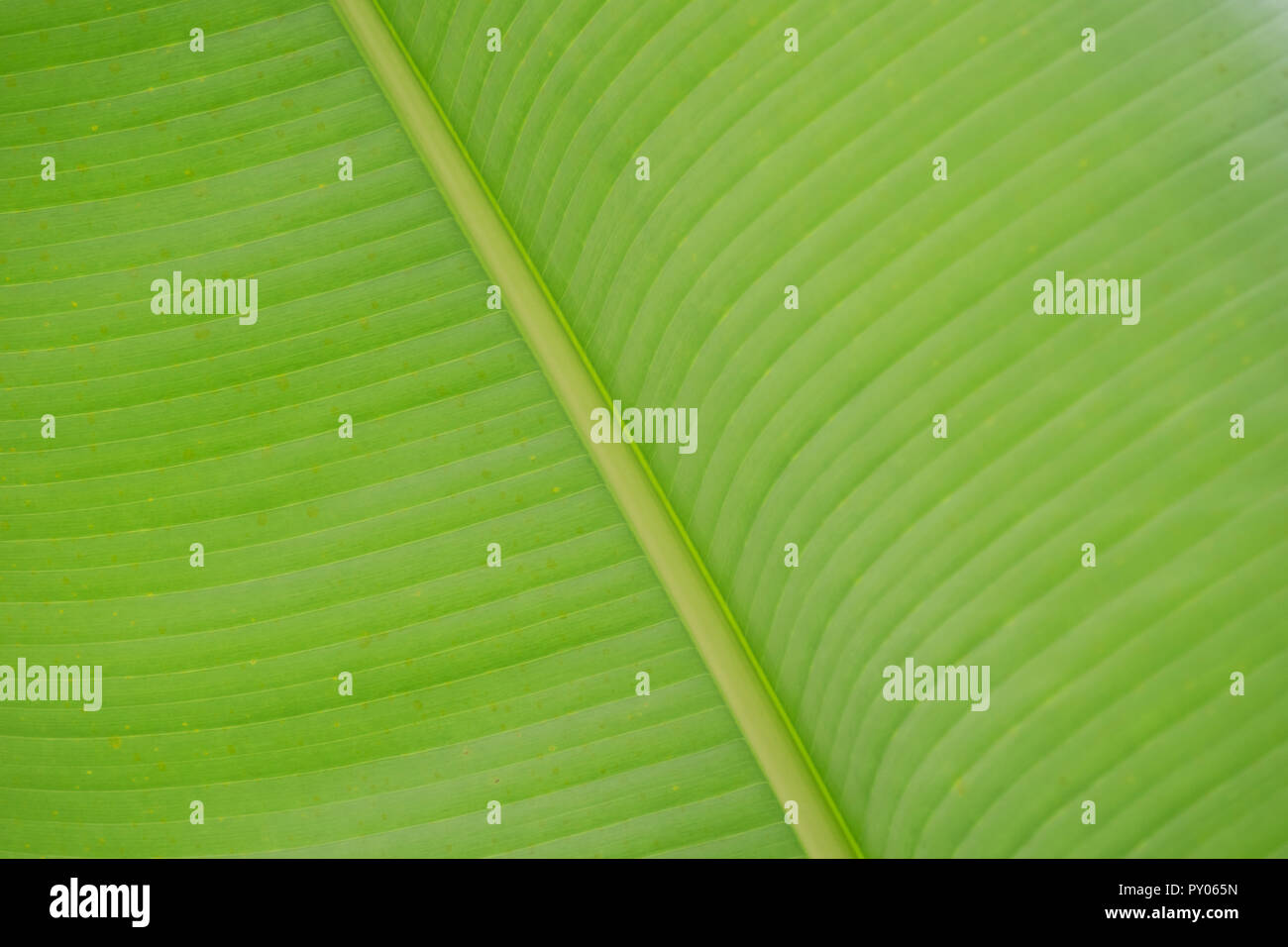 closeup shot of a banana leaf highlighting its colour patterns Stock ...