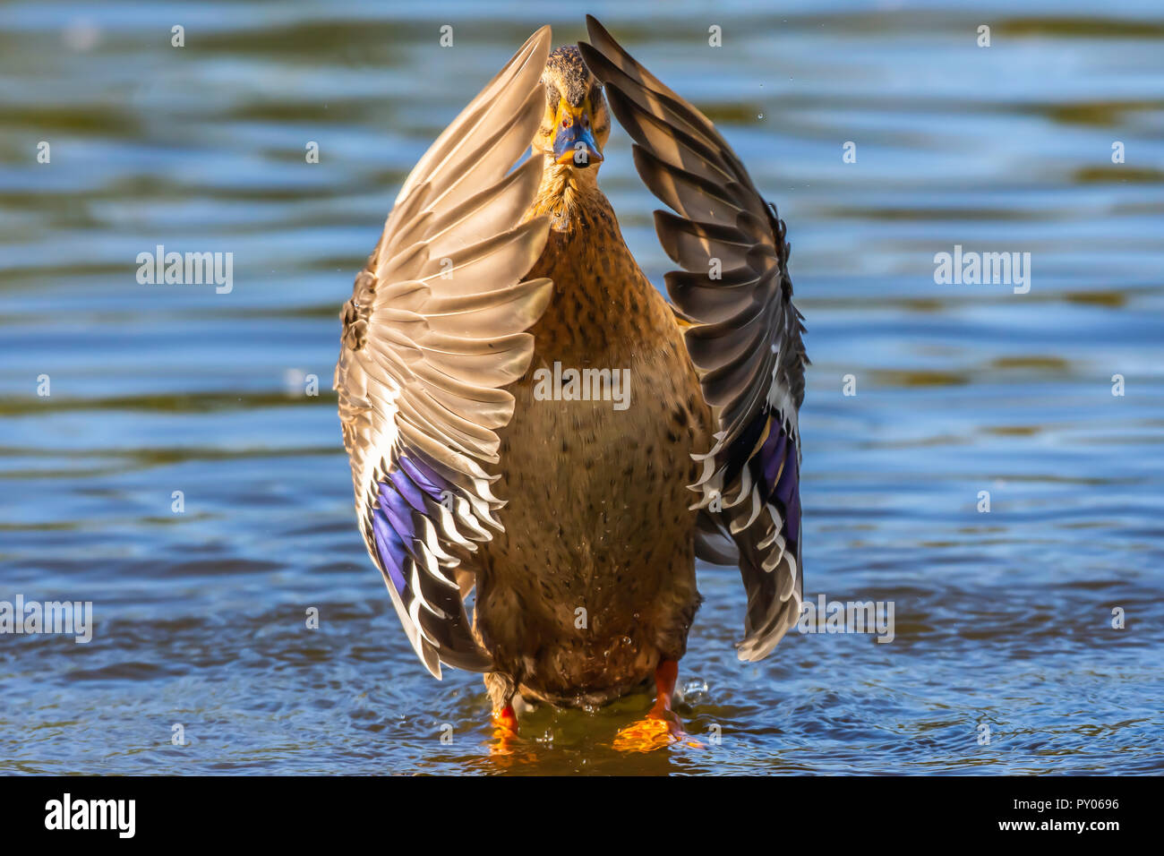 Wildlife photography UK.Closeup portrait of mallard duck female folding ...
